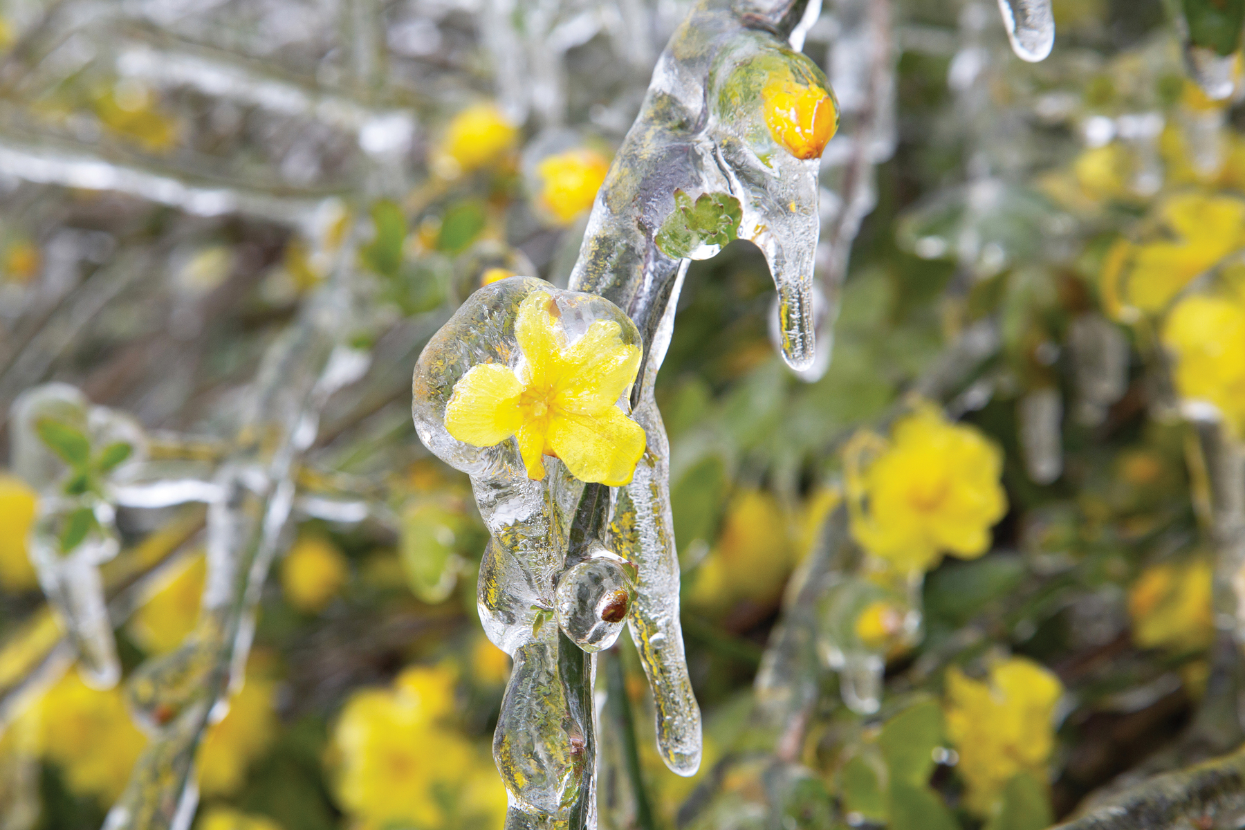 Spring Frost Temperature for Plants - Grit
